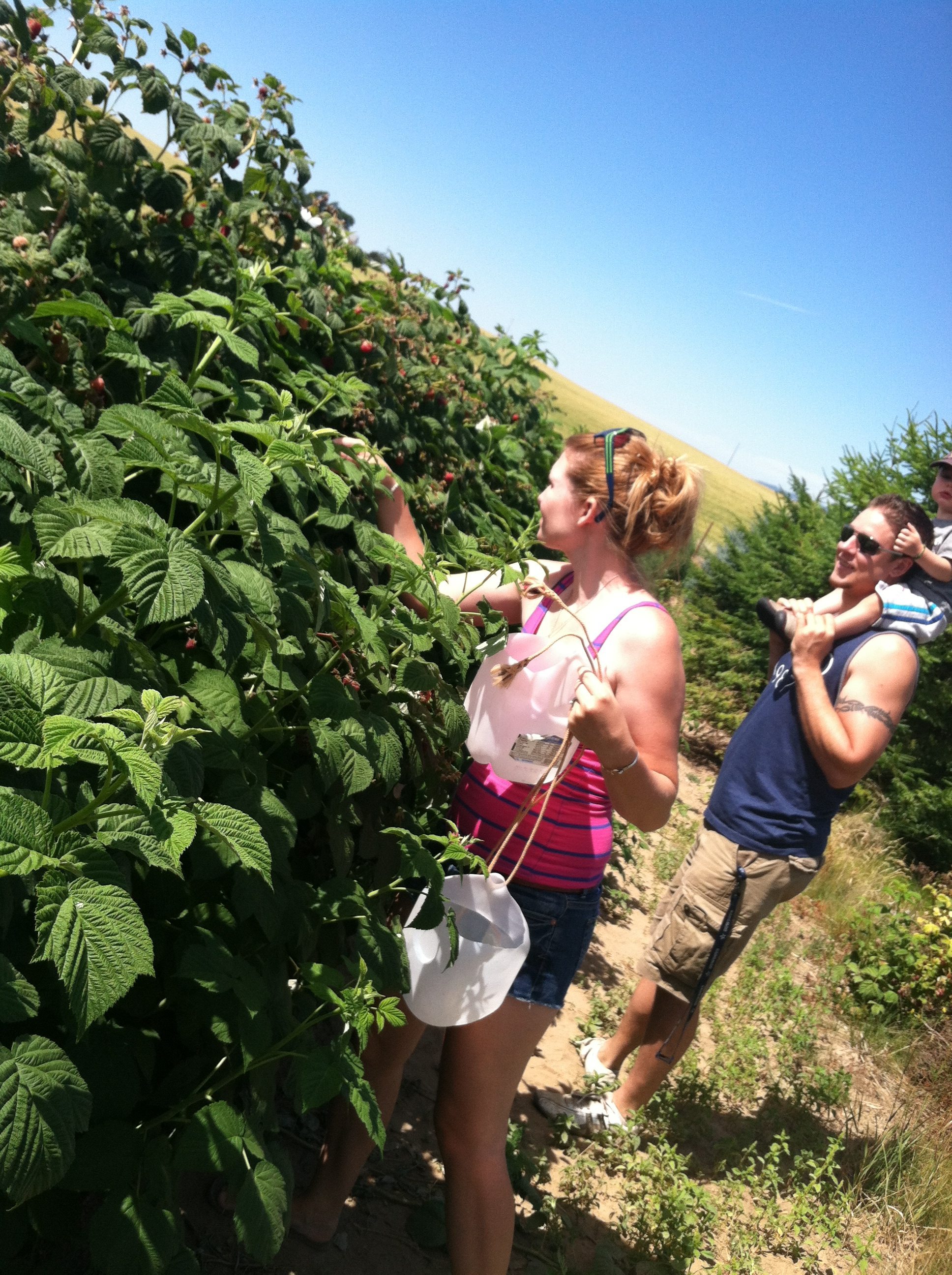 Picking Berries and Soaking up some Rays | Wholesomely Fit